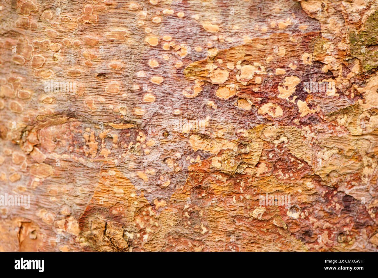 Chinese red birch hi-res stock photography and images - Alamy