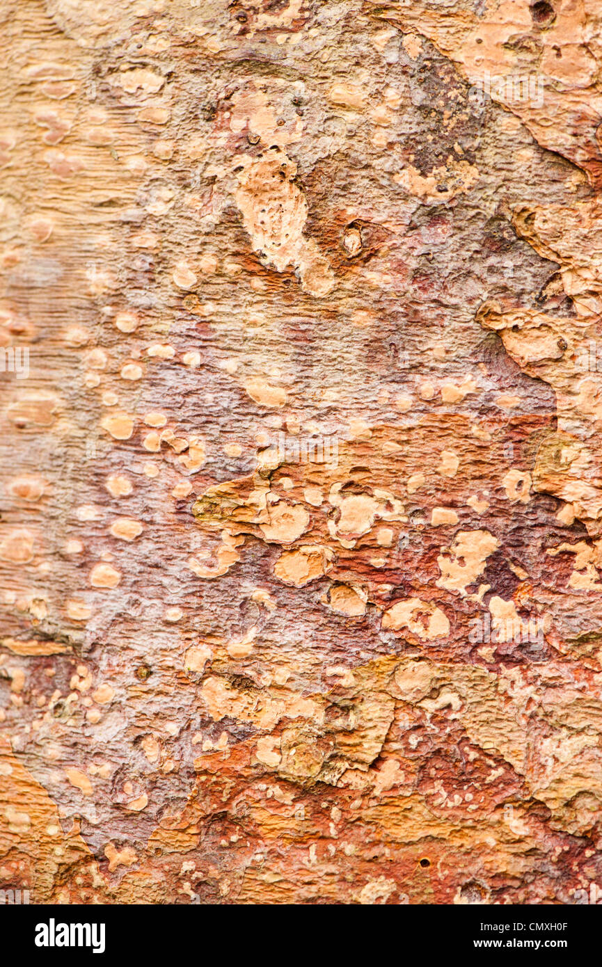 Betula albosinensis, Chinese Red Birch Stock Photo - Alamy