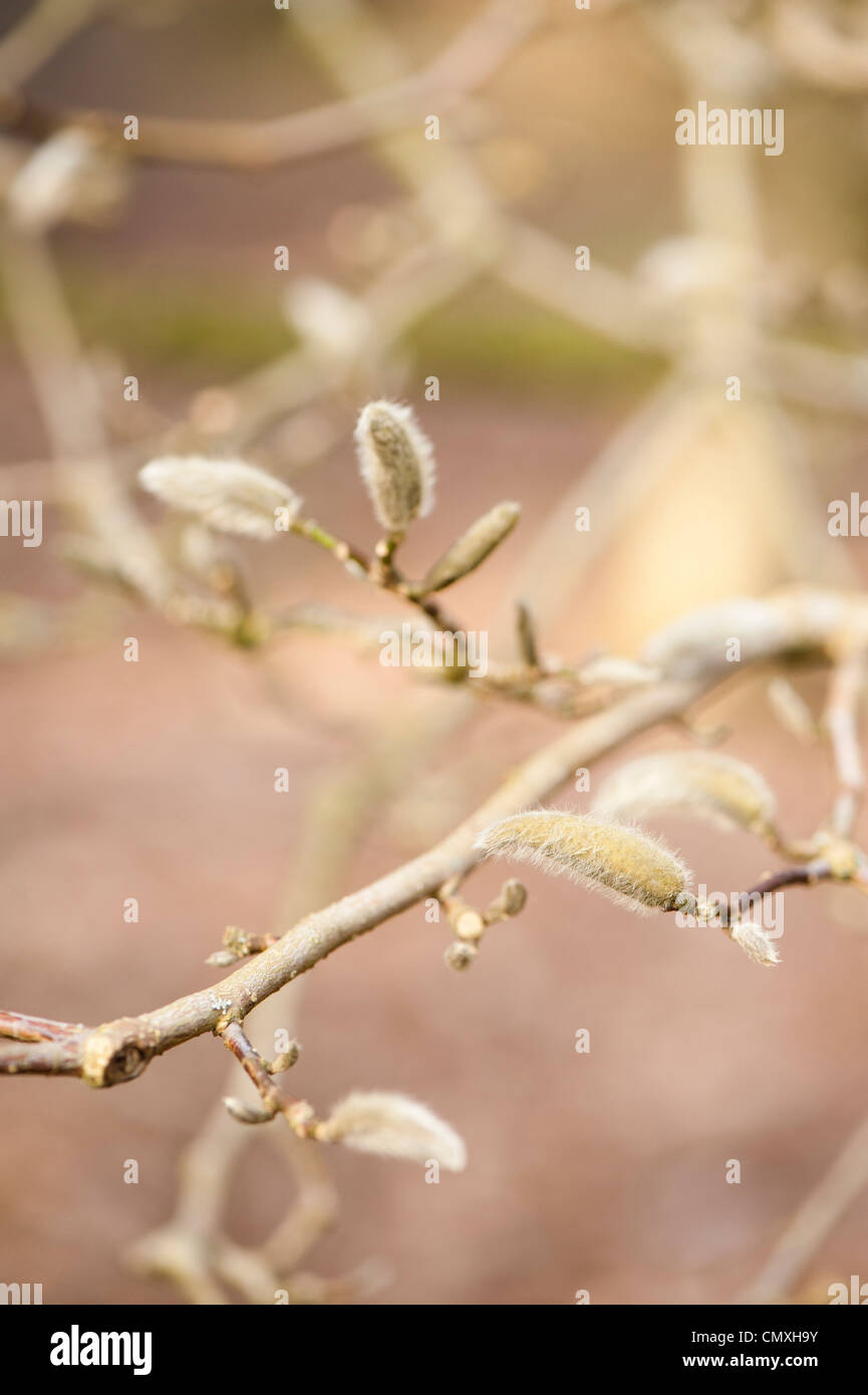 Magnolia tree budding hi-res stock photography and images - Alamy