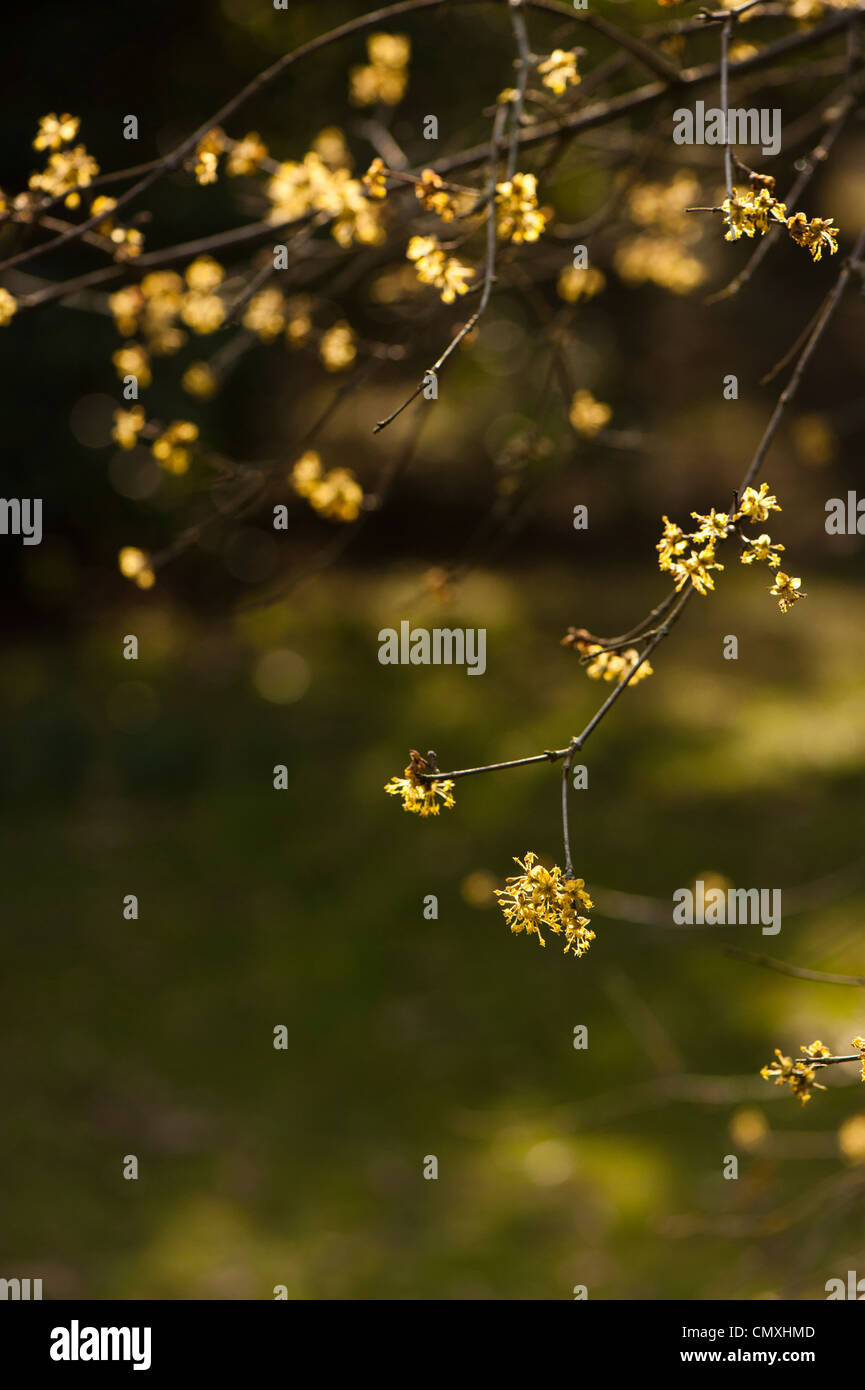 Cornus mas aurea elegantissima variegated hi-res stock photography and ...