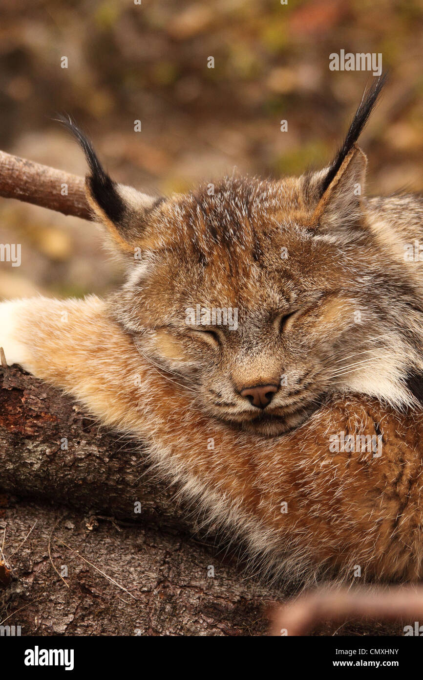 Sleeping on log in hi-res stock photography and images - Alamy