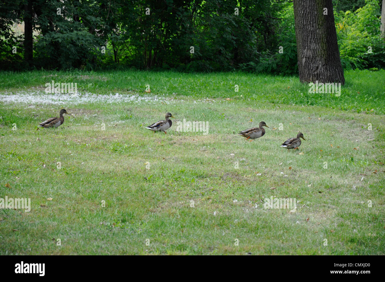 Four Ducks High Resolution Stock Photography and Images - Alamy