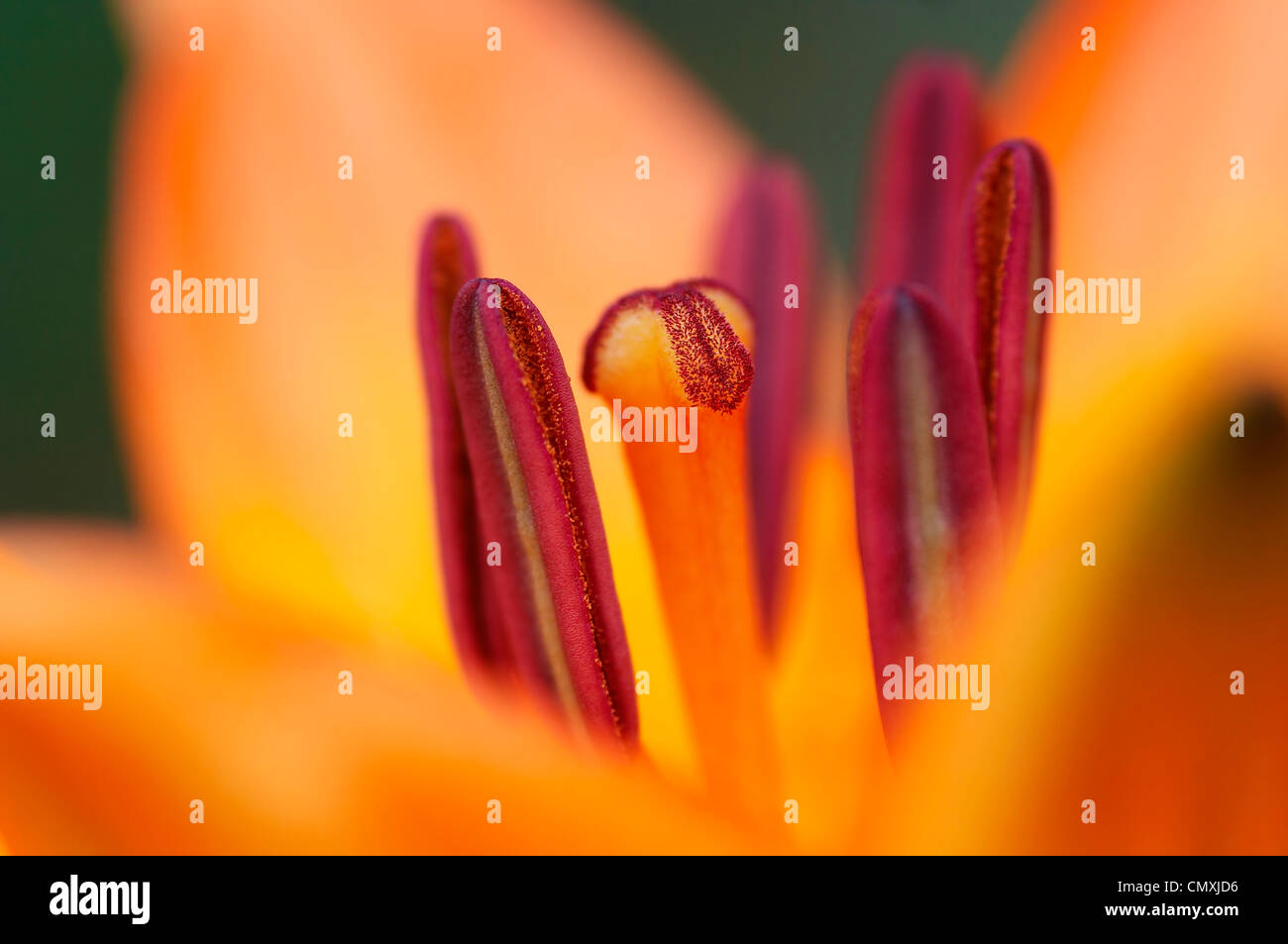 bloom of lily Stock Photo - Alamy