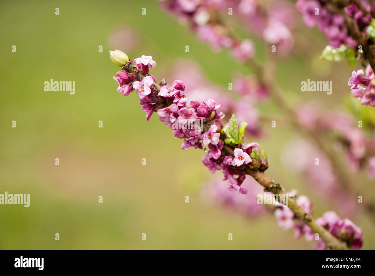 Daphne mezereum, Mezereon, in flower Stock Photo - Alamy