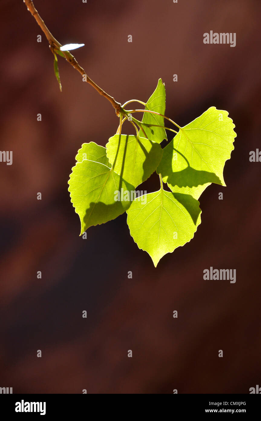 Cottonwood leaves hi-res stock photography and images - Alamy
