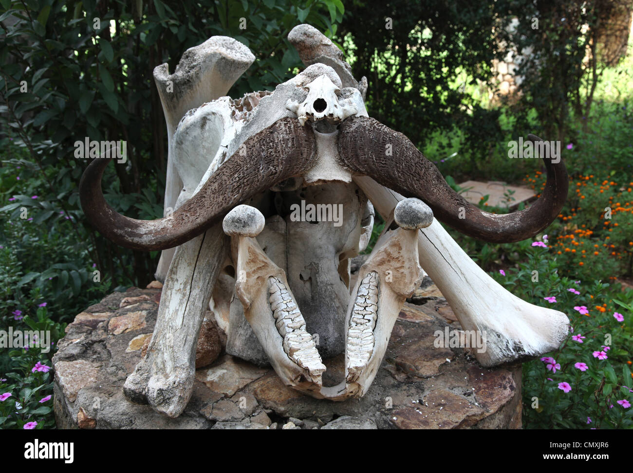 Buffalo bones pile hi-res stock photography and images - Alamy