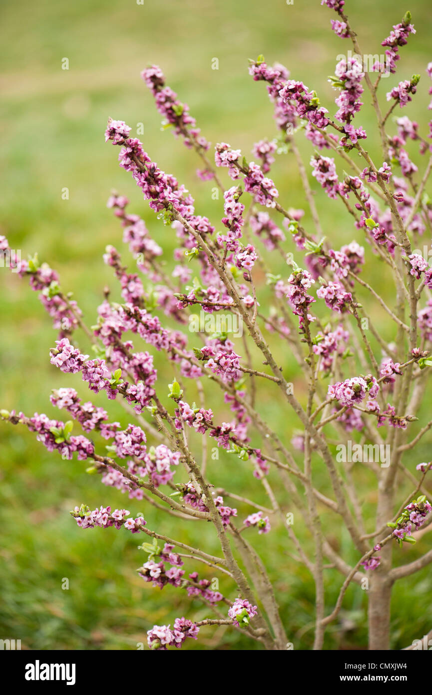 Daphne mezereum, Mezereon, in flower Stock Photo - Alamy