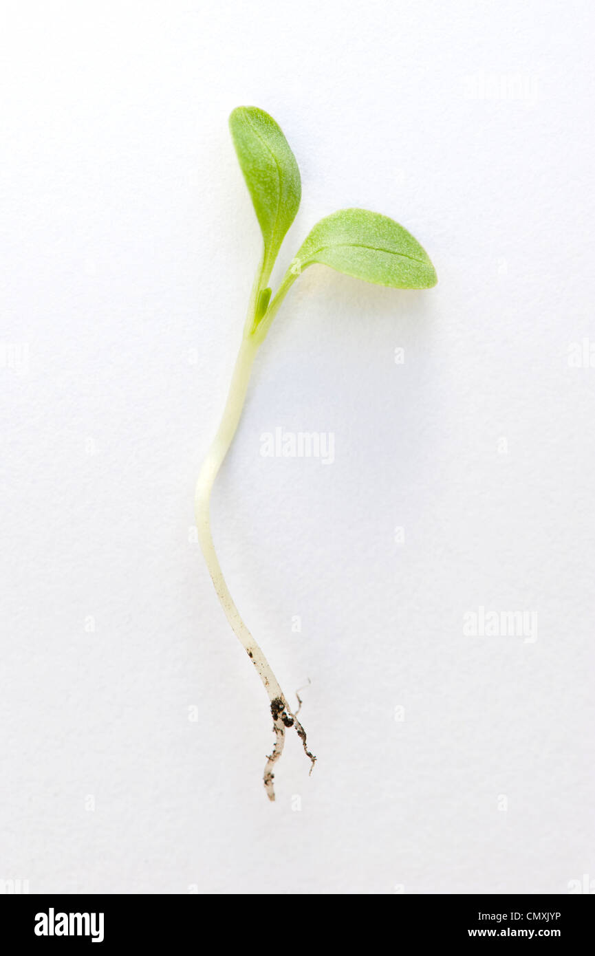 Calendula officinalis 'Citrus Cocktail', Pot Marigold seedling ...