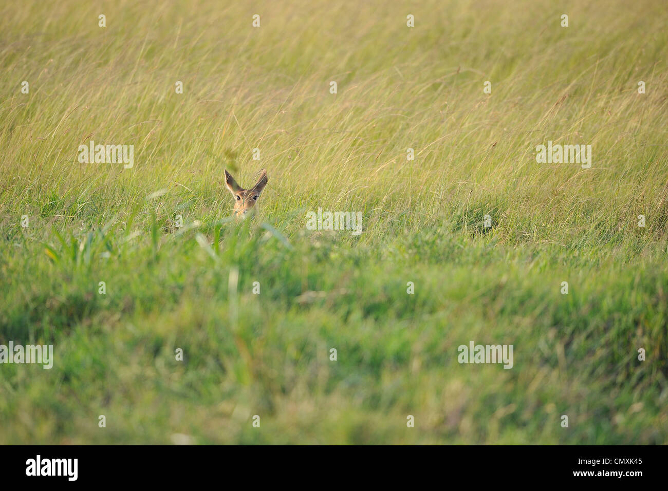 Bohor reedbuck female redunca redunca hi-res stock photography and ...