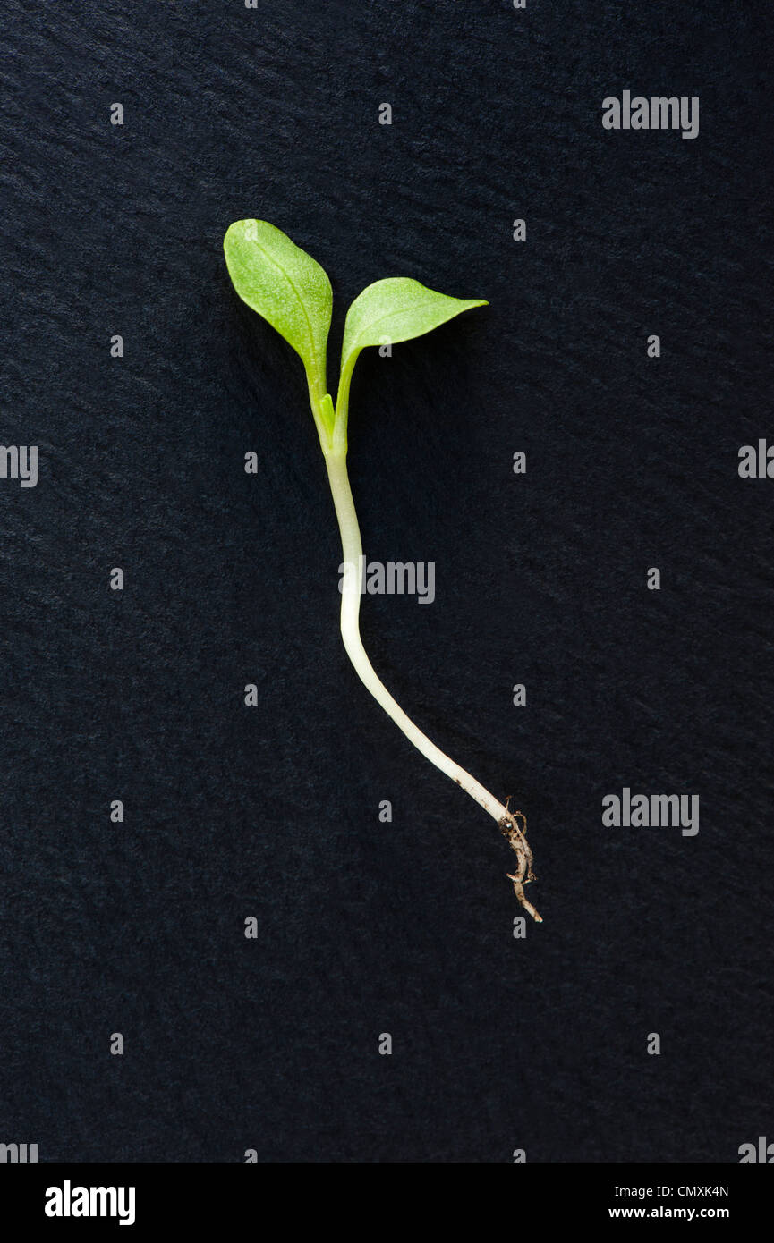 Calendula officinalis 'Citrus Cocktail', Pot Marigold seedling ...