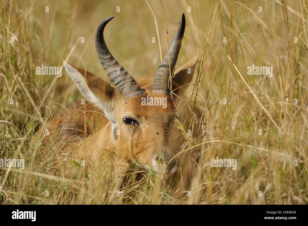 Reedbuck Kenya High Resolution Stock Photography and Images - Alamy