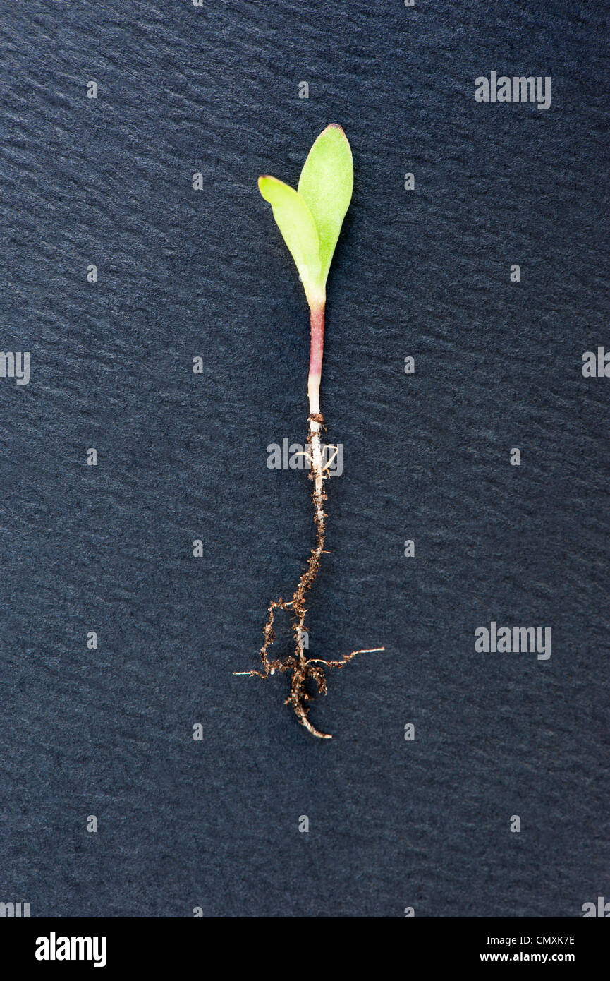 Plant Seedling Exhibiting Apical basal Polarity Stock Photo - Alamy