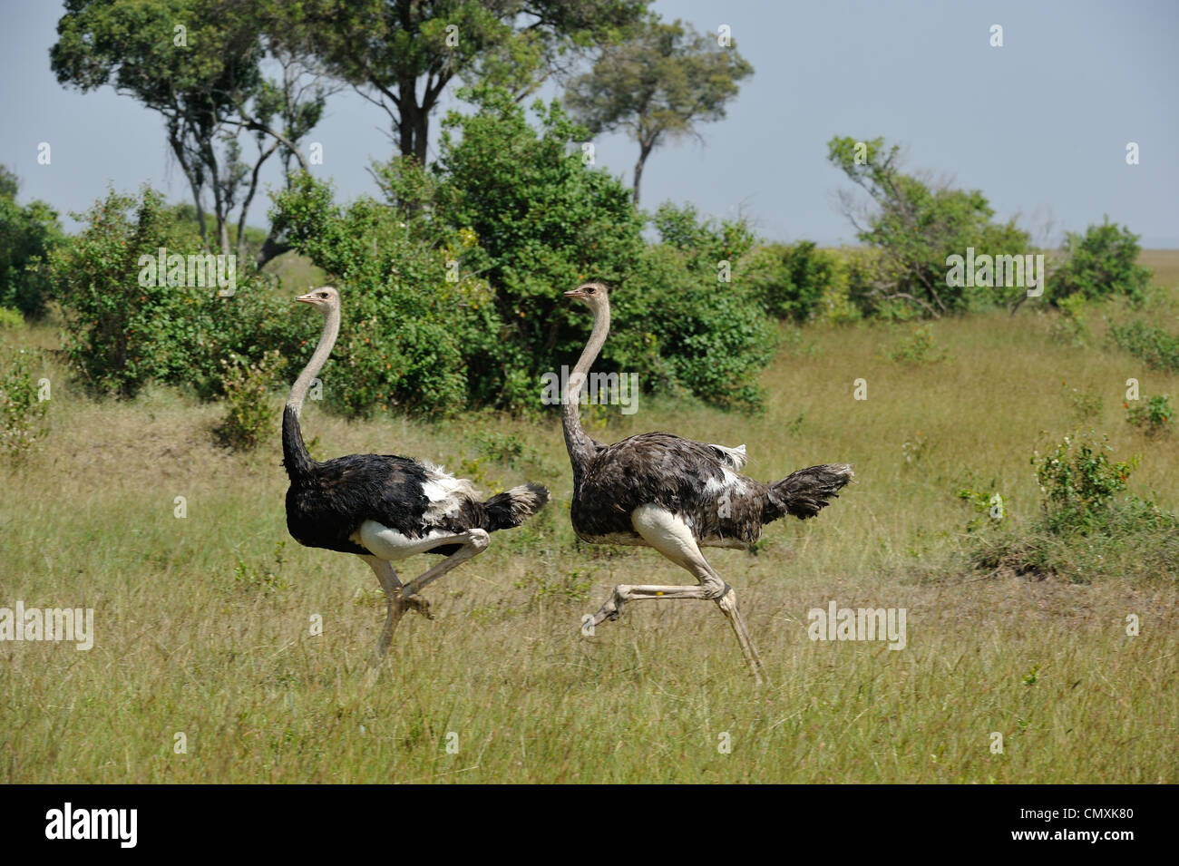 Ostrich running hi-res stock photography and images - Alamy