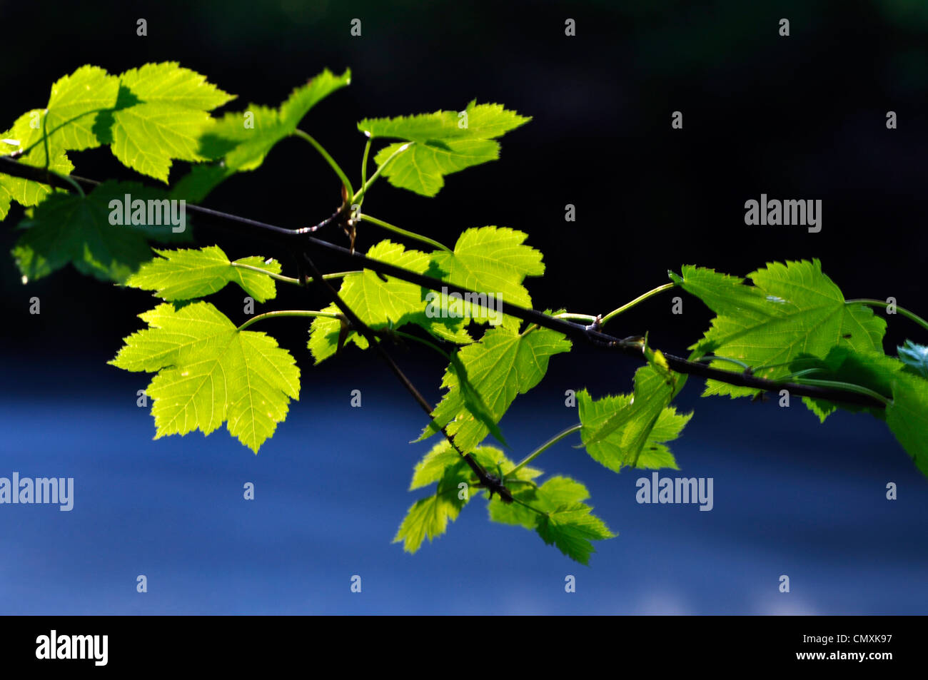 Tree hanging over river hi-res stock photography and images - Alamy