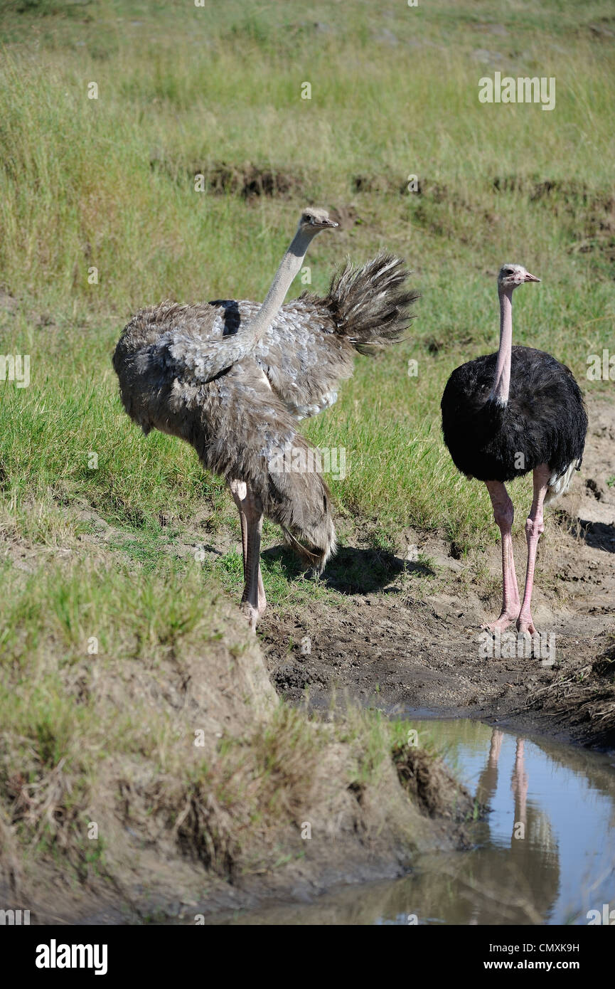 Masai ostrich water hi-res stock photography and images - Alamy