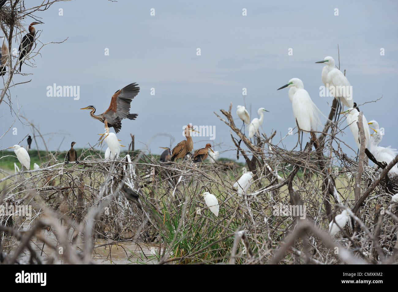 Purple heron (Ardea purpurea) & Intermediate egret - Yellow-billed ...