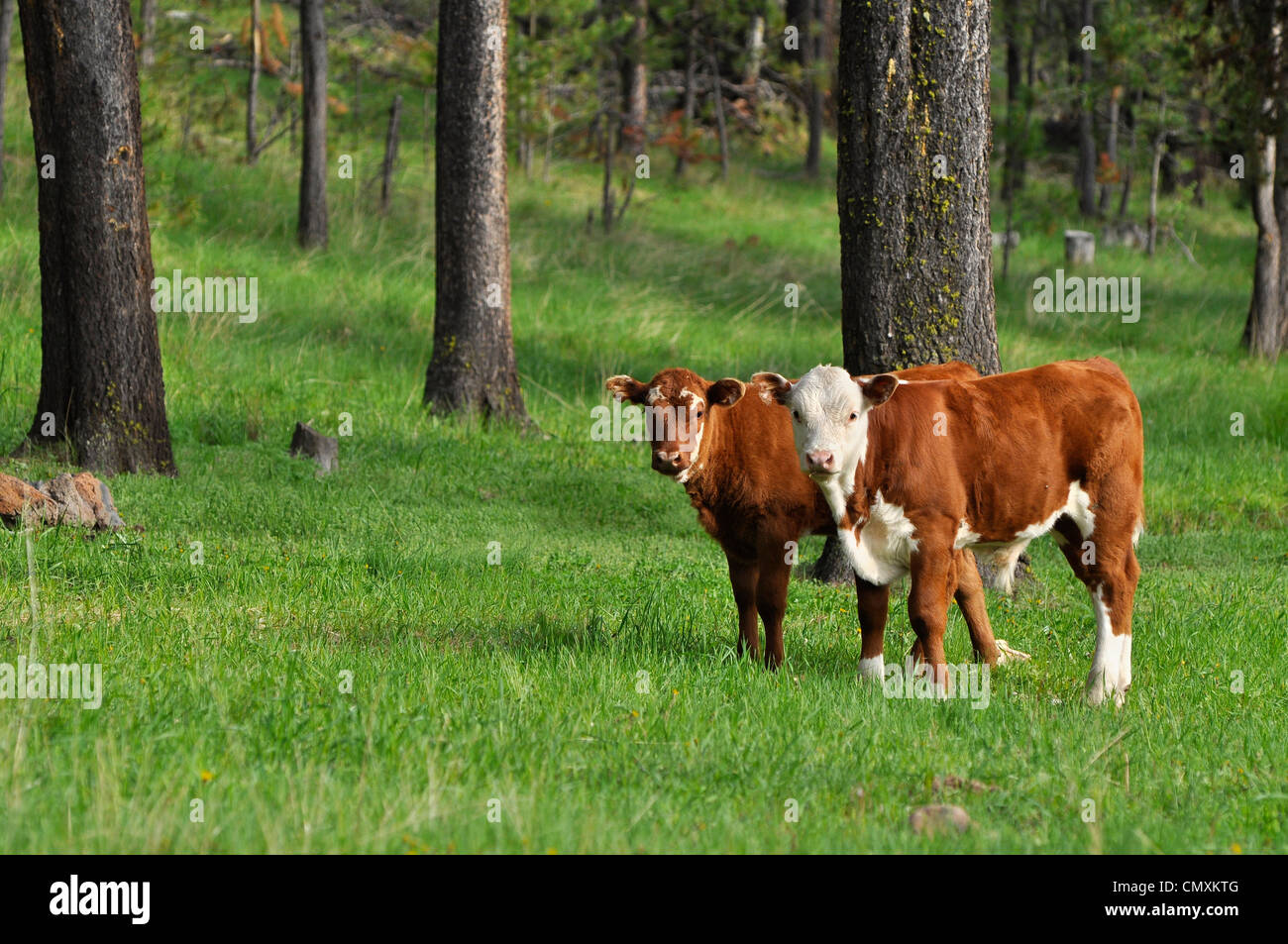 Cows grazing in forest, Northeast Oregon Stock Photo - Alamy