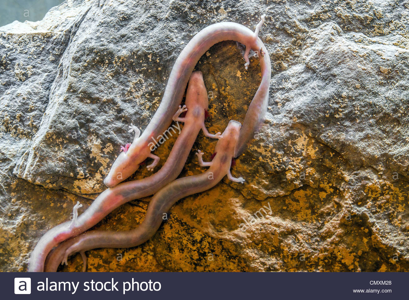 Proteus High Resolution Stock Photography and Images - Alamy