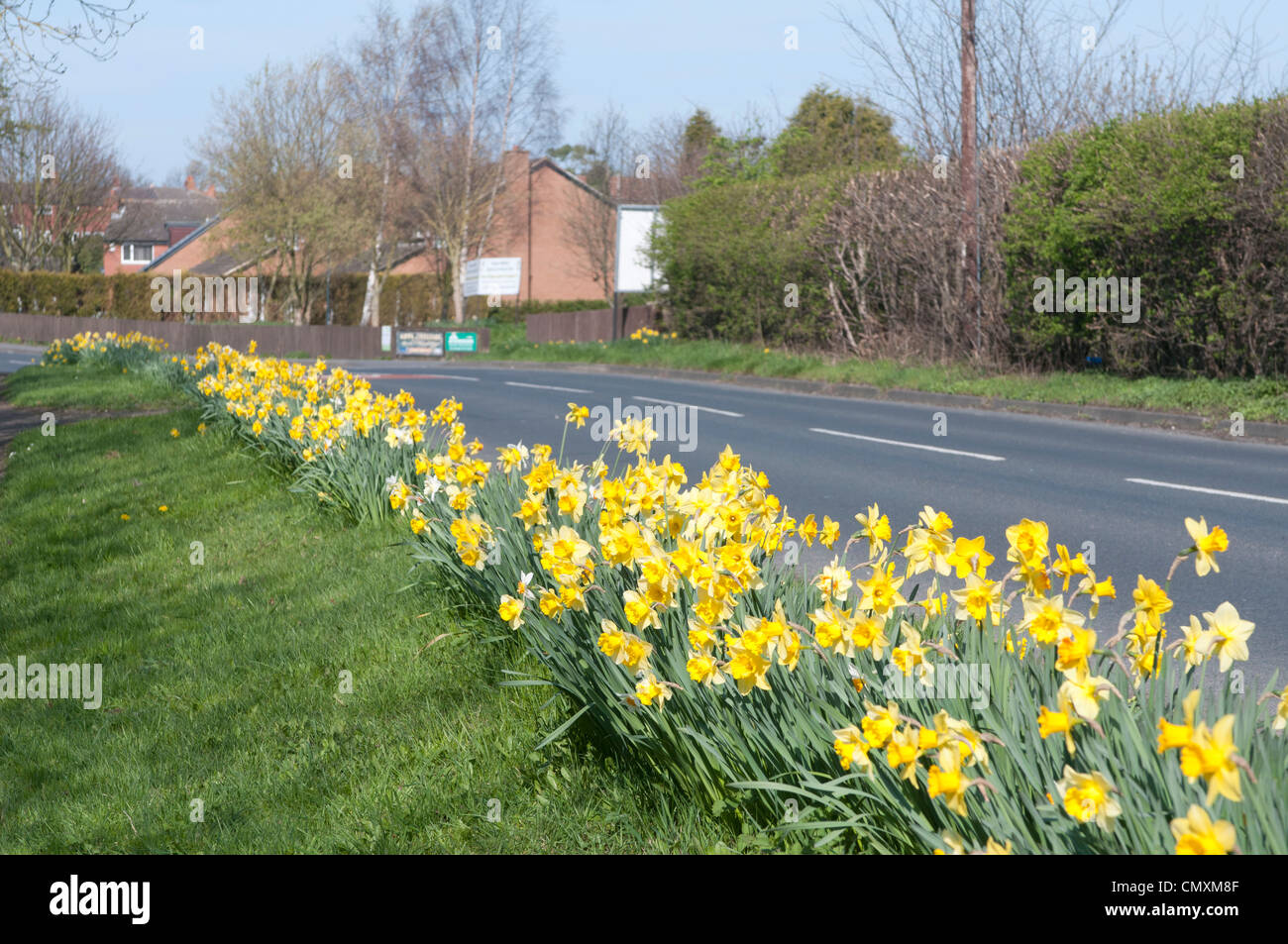 Roadside daffodils in spring Stock Photo - Alamy