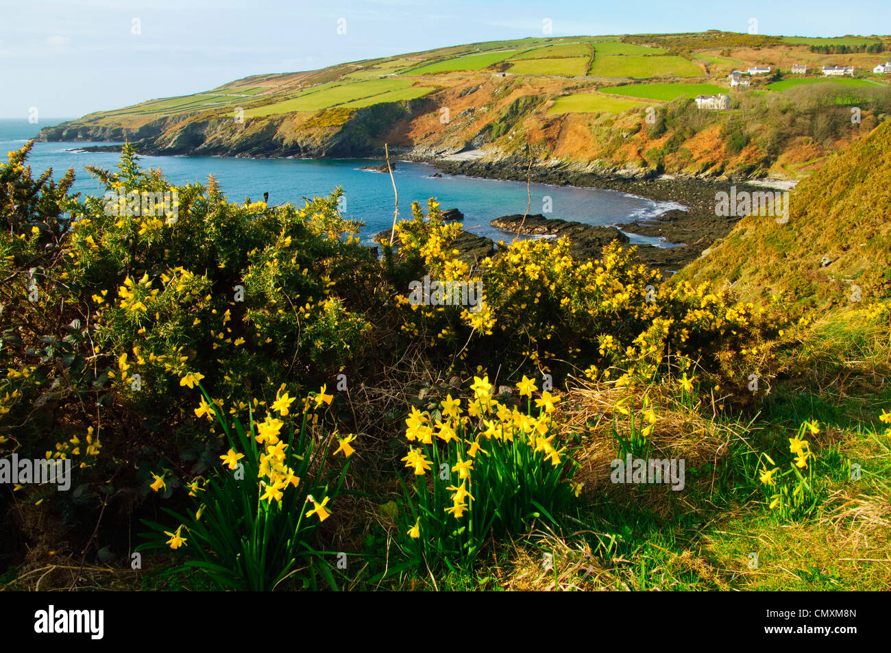 Daffodils and gorse on the coast of the Isle of Man near Port Erin ...