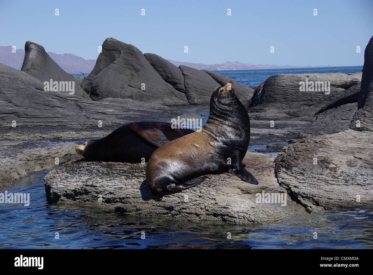 Strutting his Stuff Stock Photo - Alamy