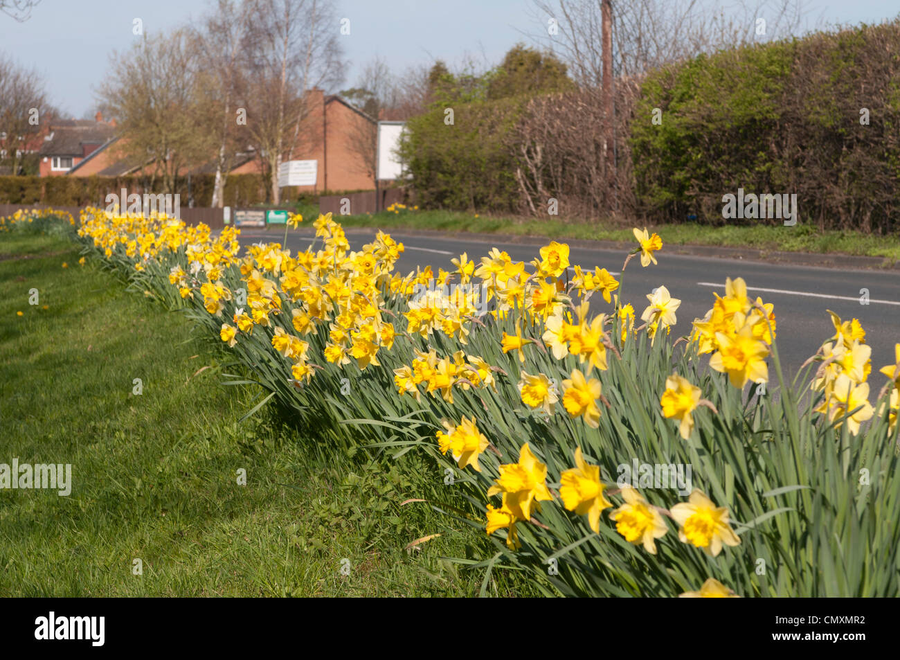 Roadside daffodils in spring Stock Photo - Alamy