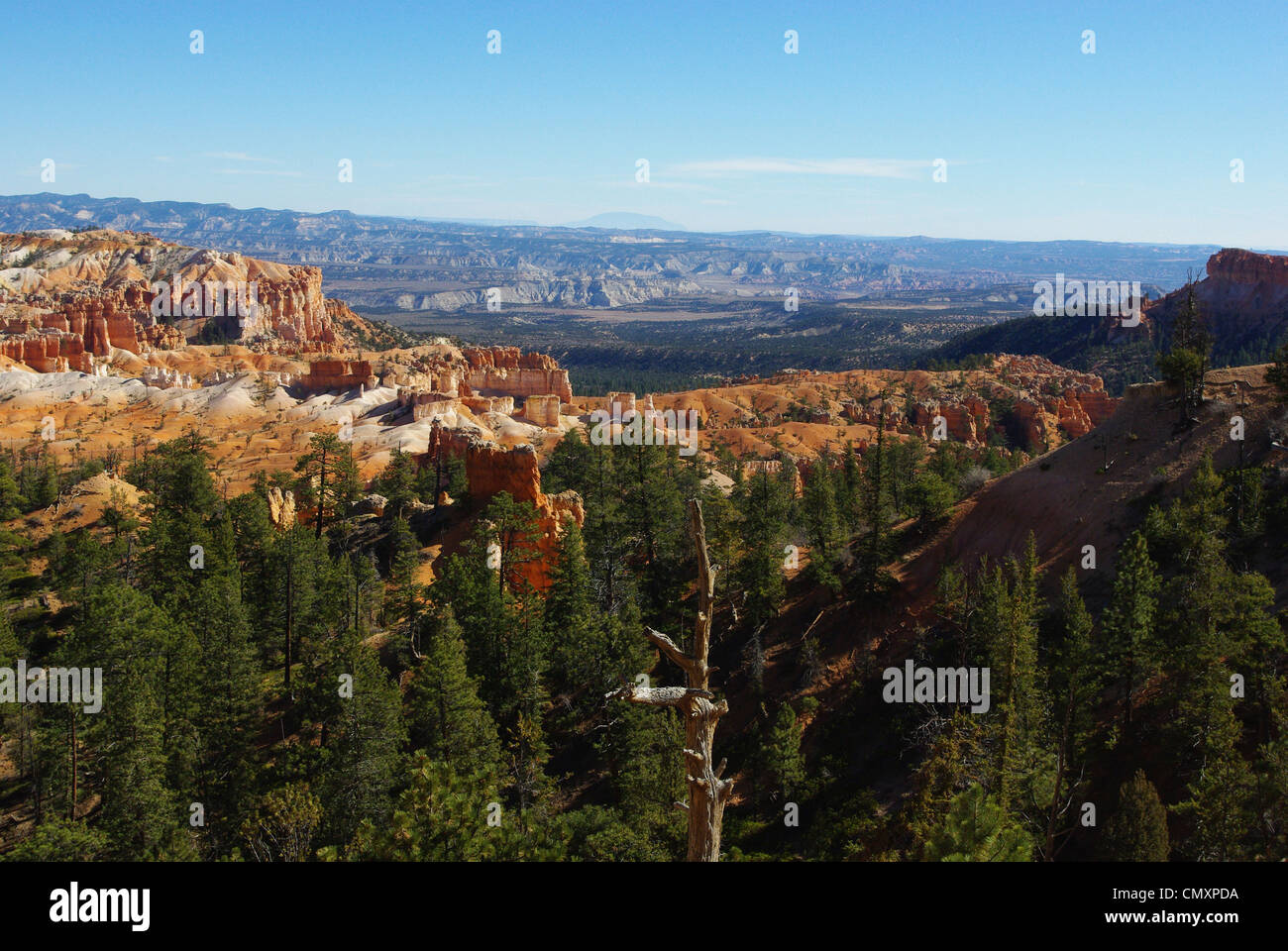 Canyon tree hi-res stock photography and images - Alamy