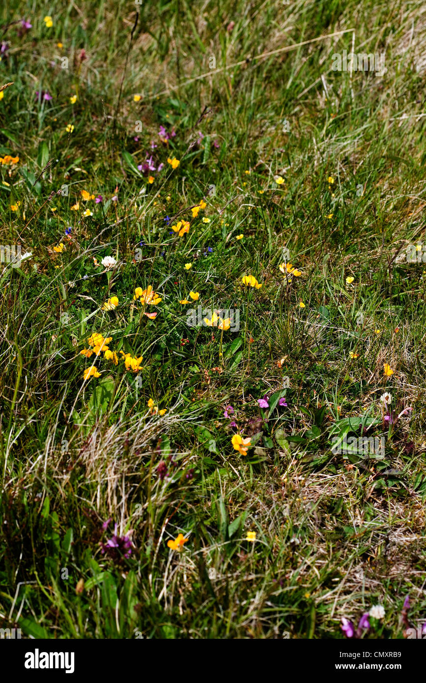 Lousewort pedicularis sylvatica flowers hi-res stock photography and ...