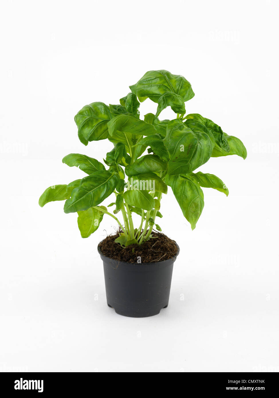 Basil, Basil plant Stock Photo - Alamy