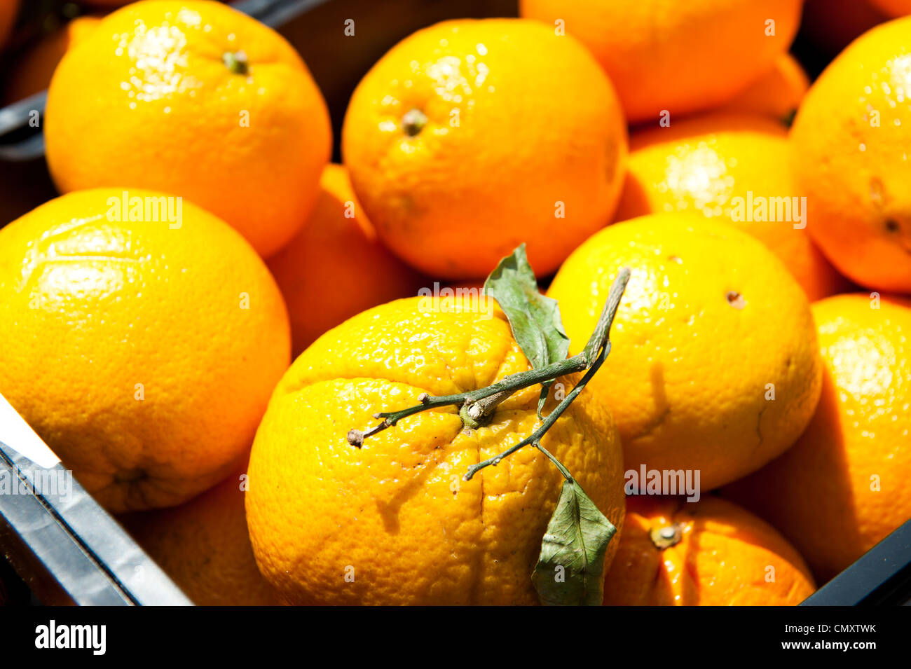 Lemon big and small hi-res stock photography and images - Alamy