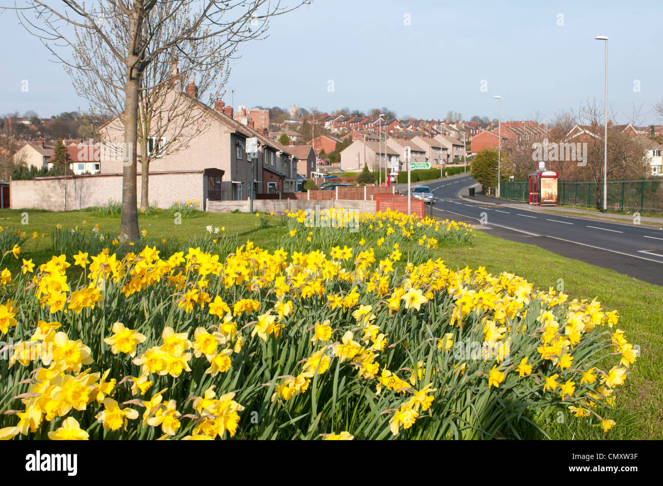 Roadside daffodils in spring Stock Photo - Alamy