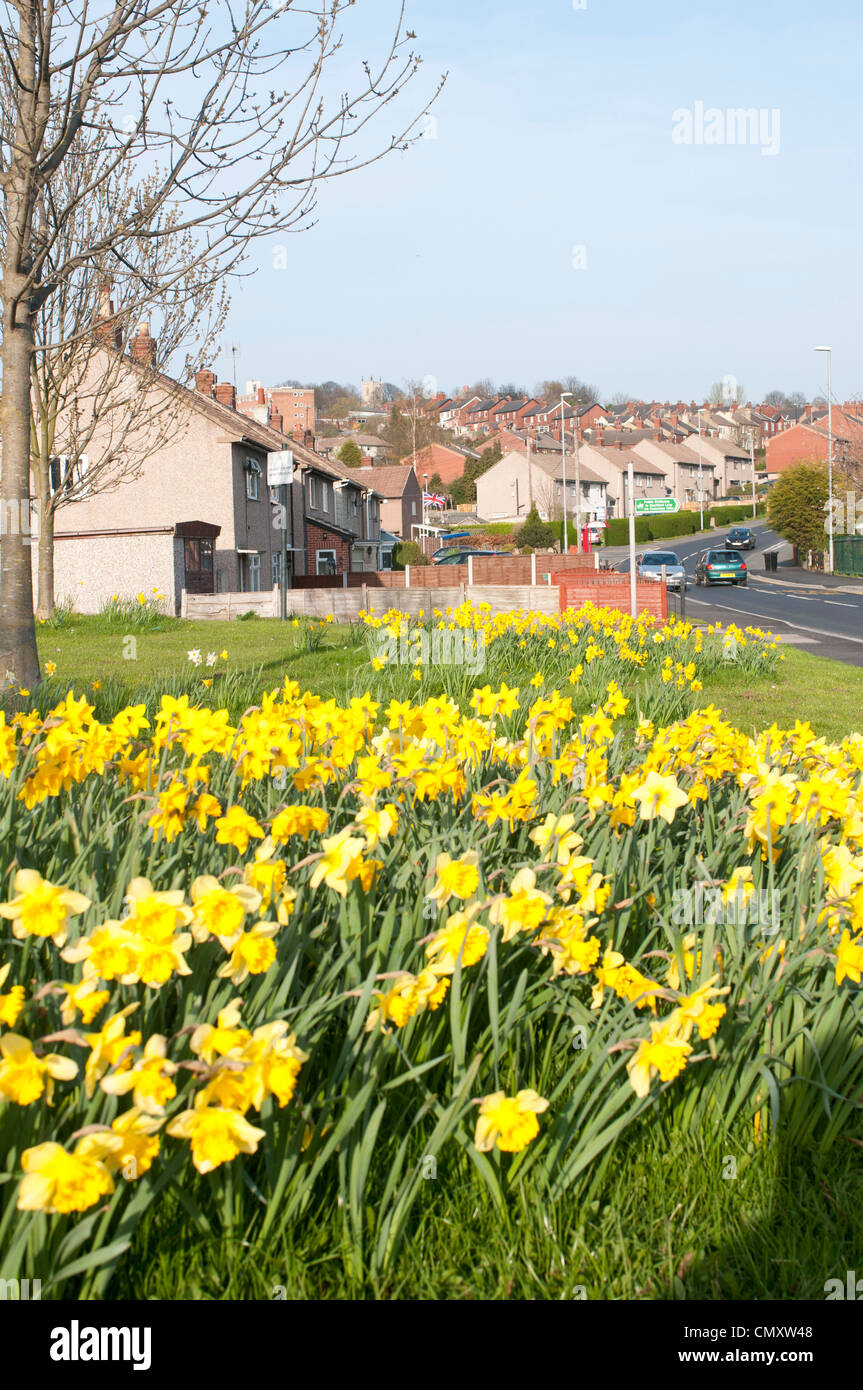 Roadside daffodils in spring Stock Photo - Alamy