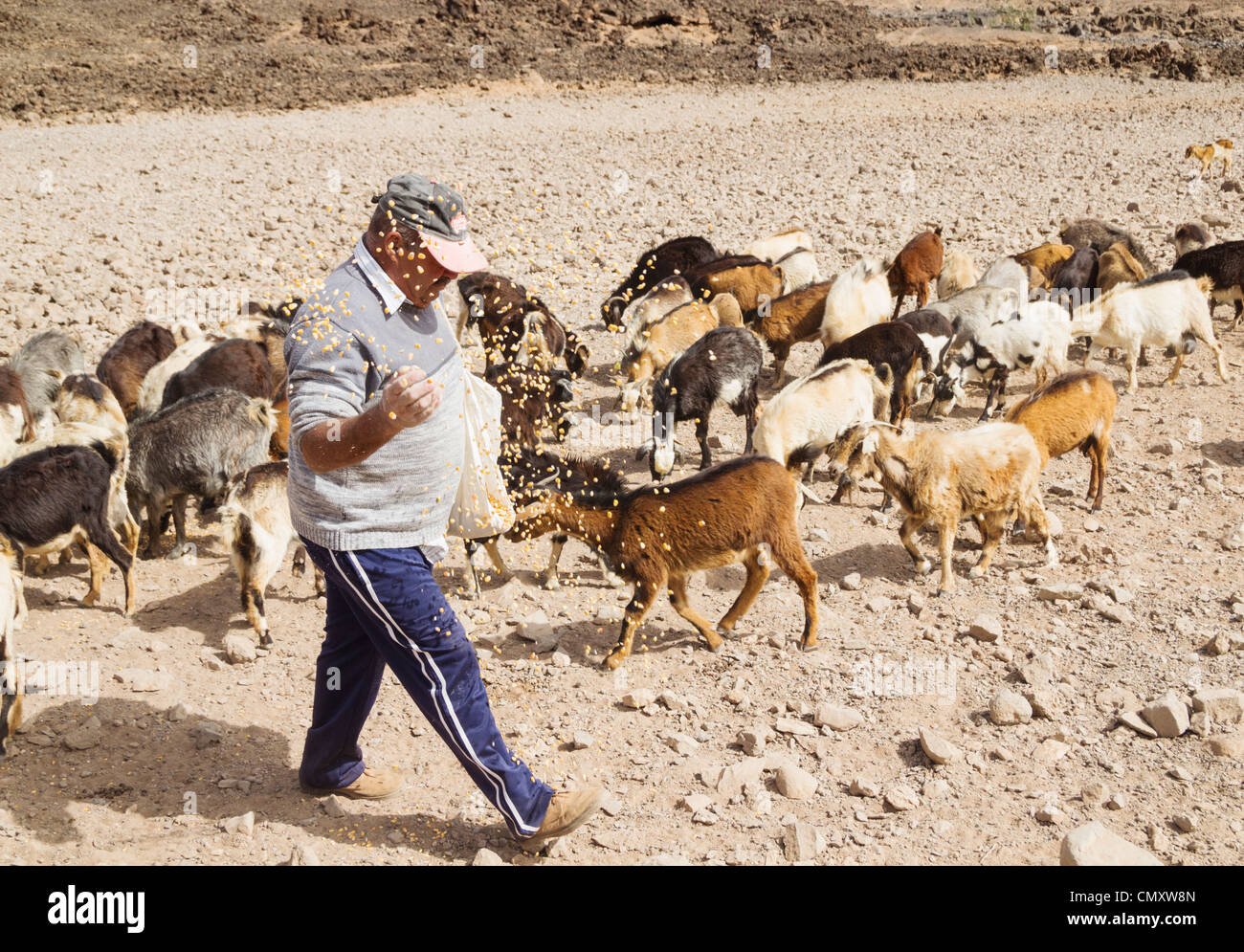 Man feeding goat corn hi-res stock photography and images - Alamy