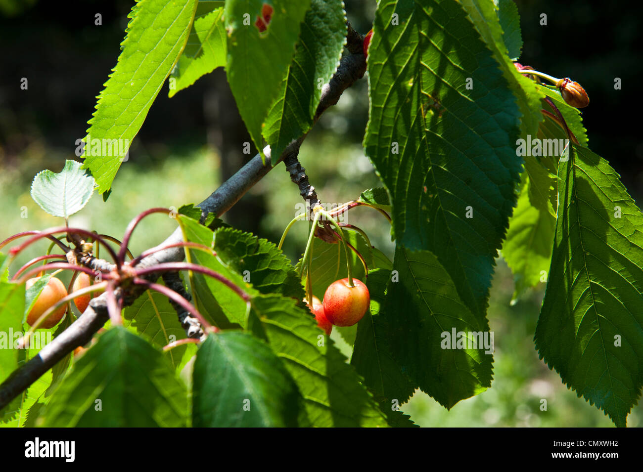 Small cherry tree fruit hi-res stock photography and images - Alamy