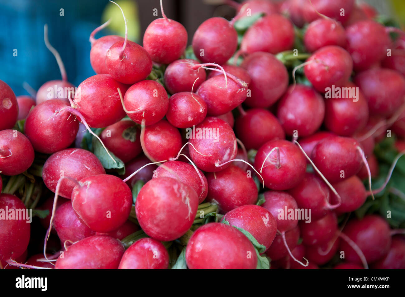 A bunch of unclean Radishes Stock Photo - Alamy