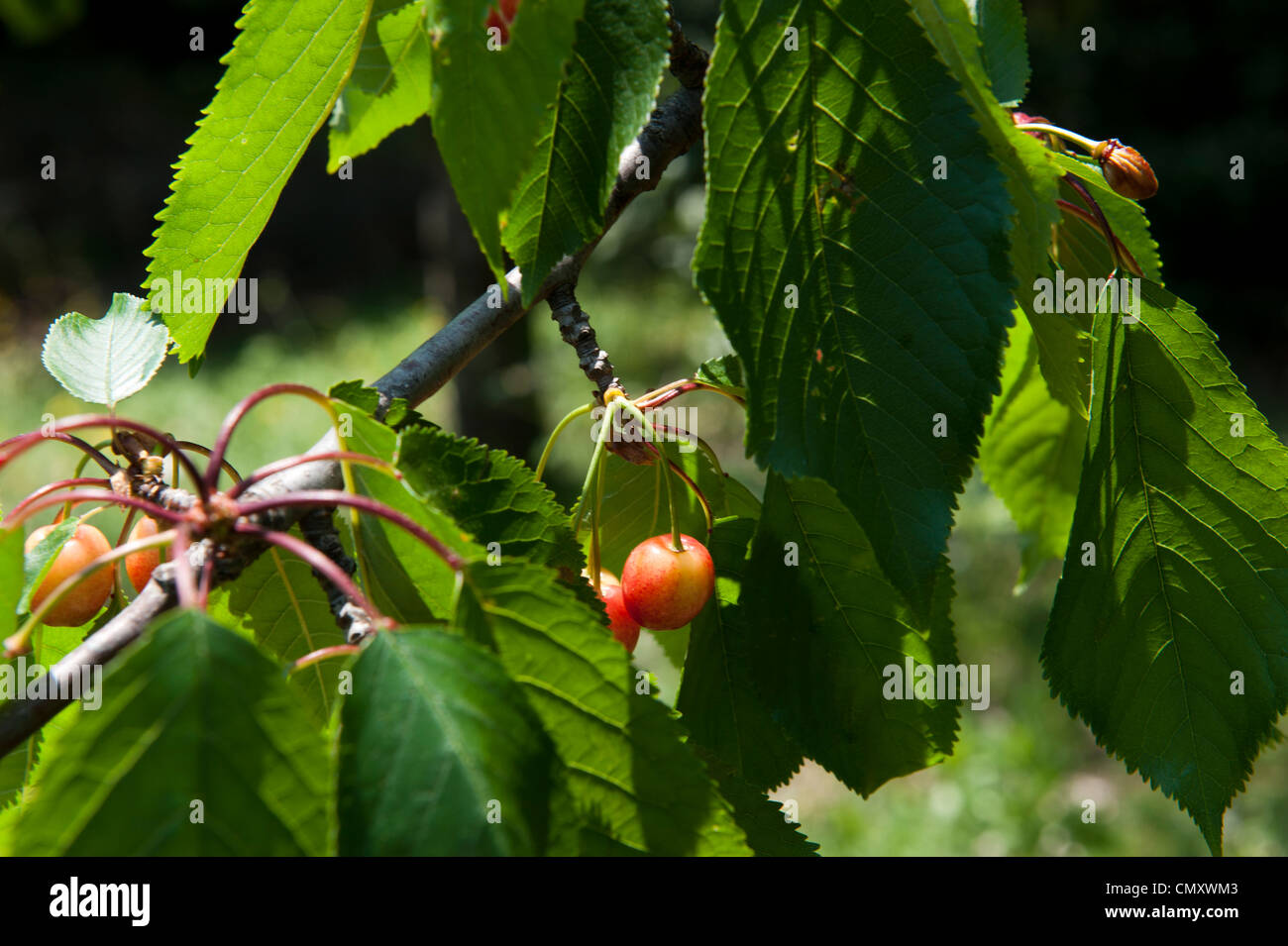A cherry tree of unripened, small cherries Stock Photo - Alamy