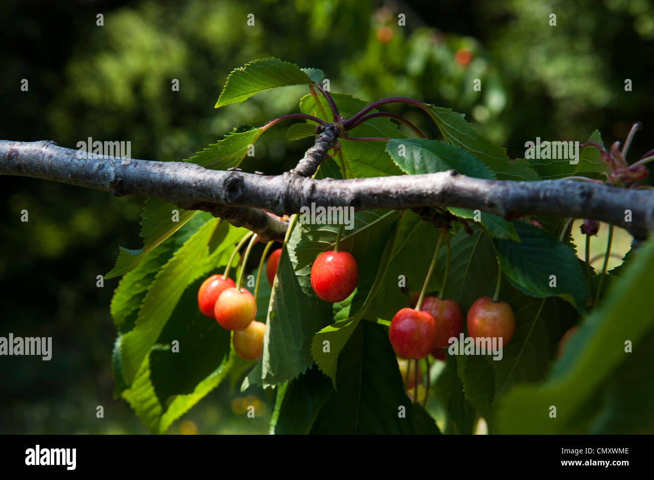 Red yellow cherries tree hi-res stock photography and images - Alamy