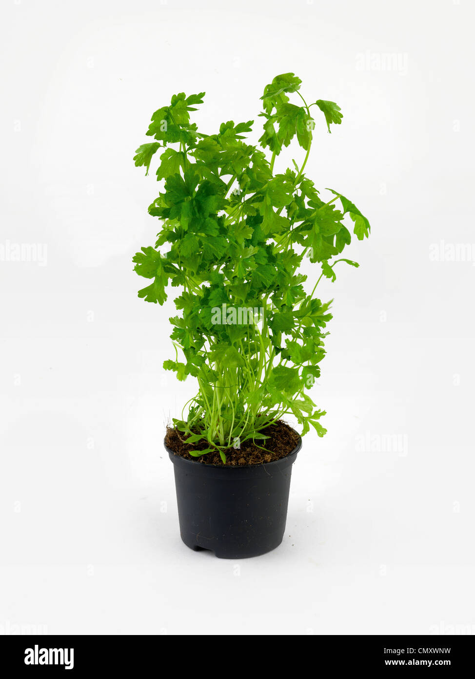 Parsley seedlings hi-res stock photography and images - Alamy