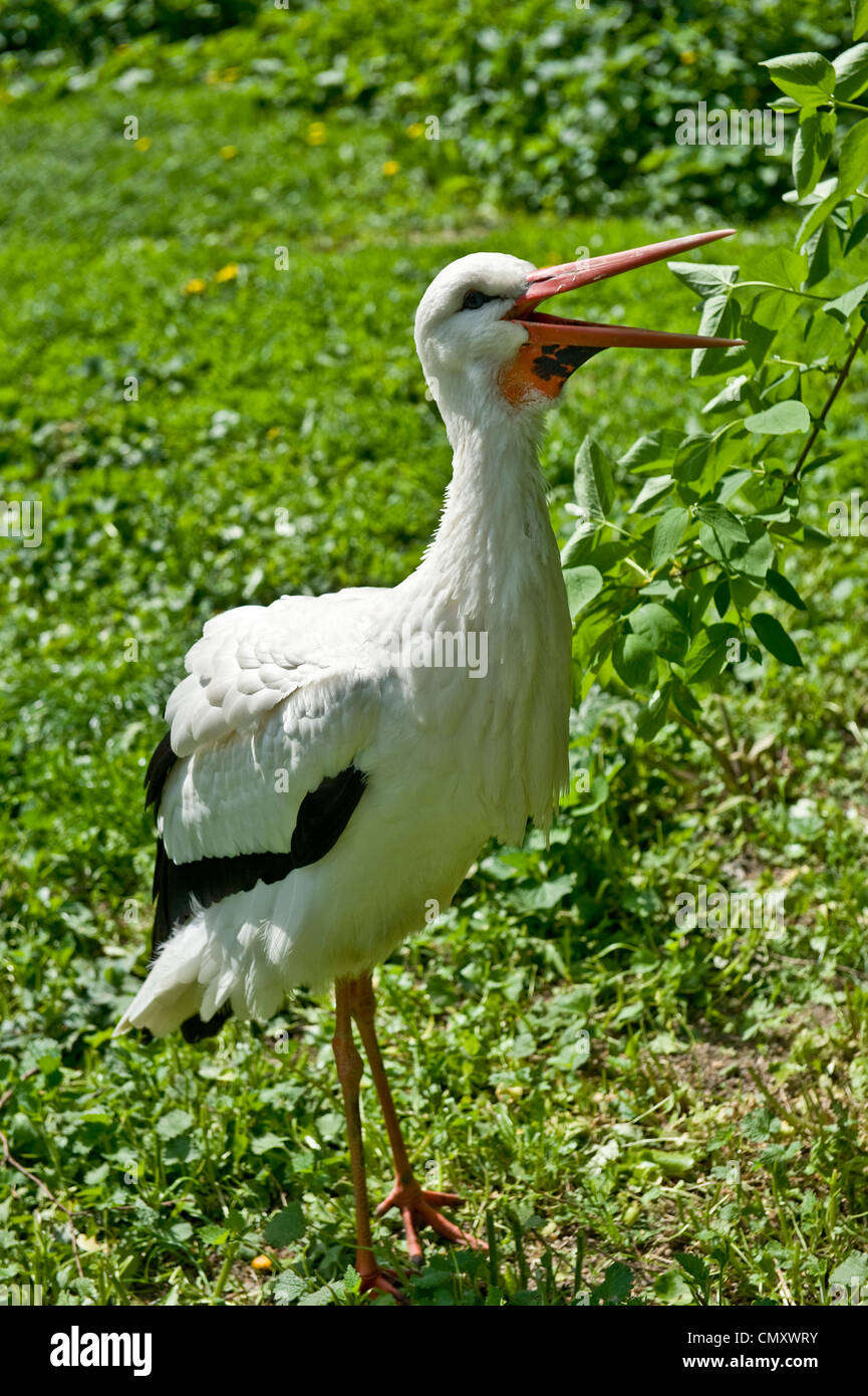 A portrait photo of a bird in Austria Stock Photo - Alamy