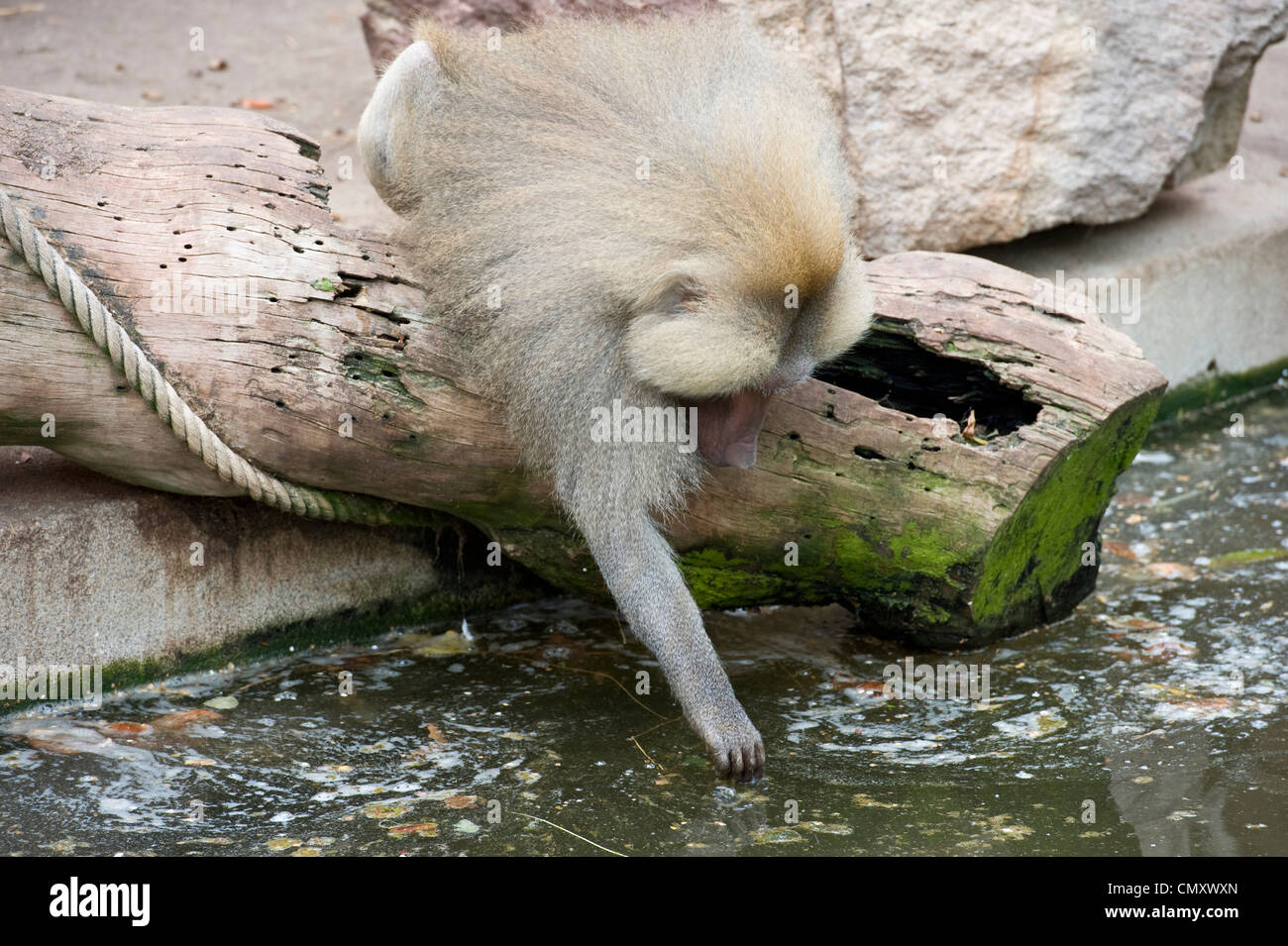 A close-up of a baboon trying to catch fish in a zoo Stock Photo - Alamy