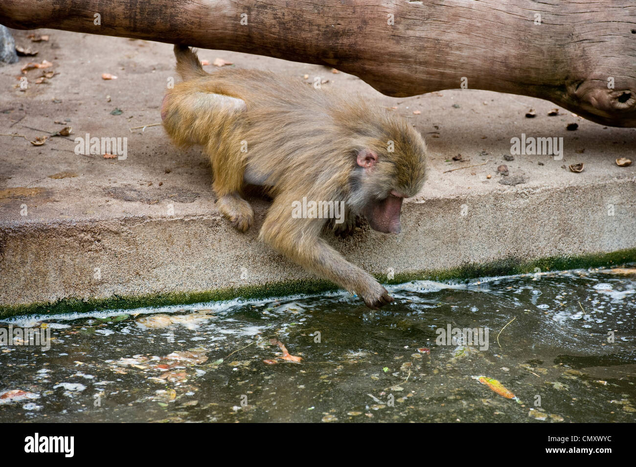 Gold moss hi-res stock photography and images - Alamy