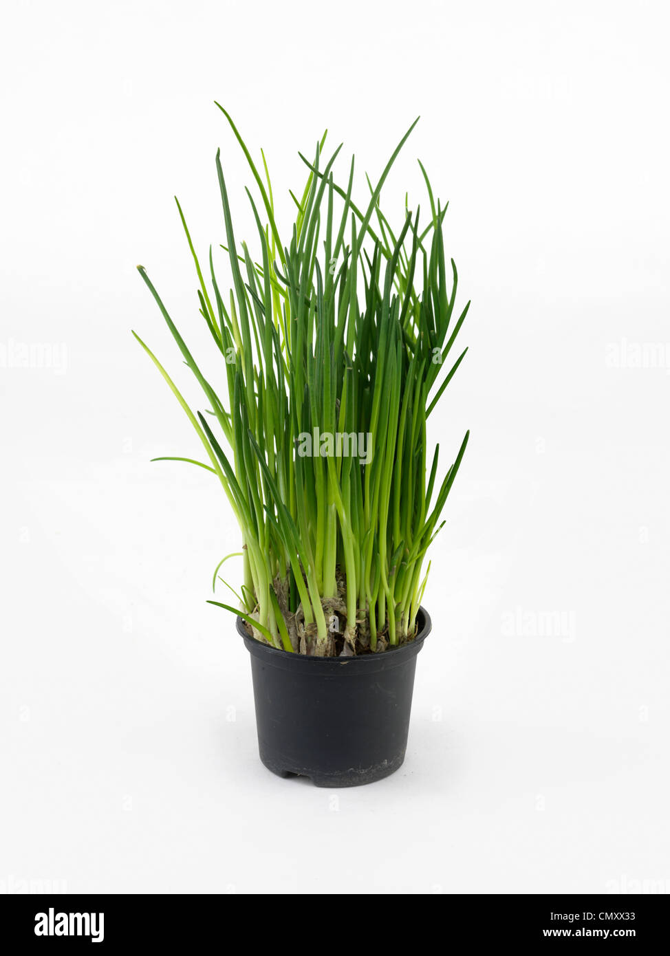 Chive seedlings hi-res stock photography and images - Alamy