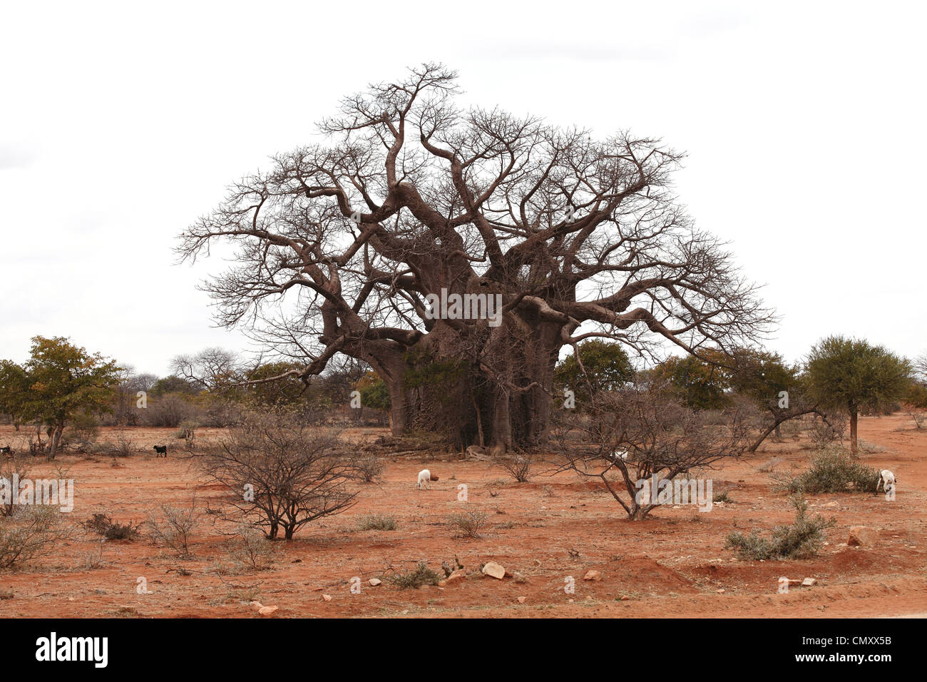 Zimbabwean wildlife hi-res stock photography and images - Alamy
