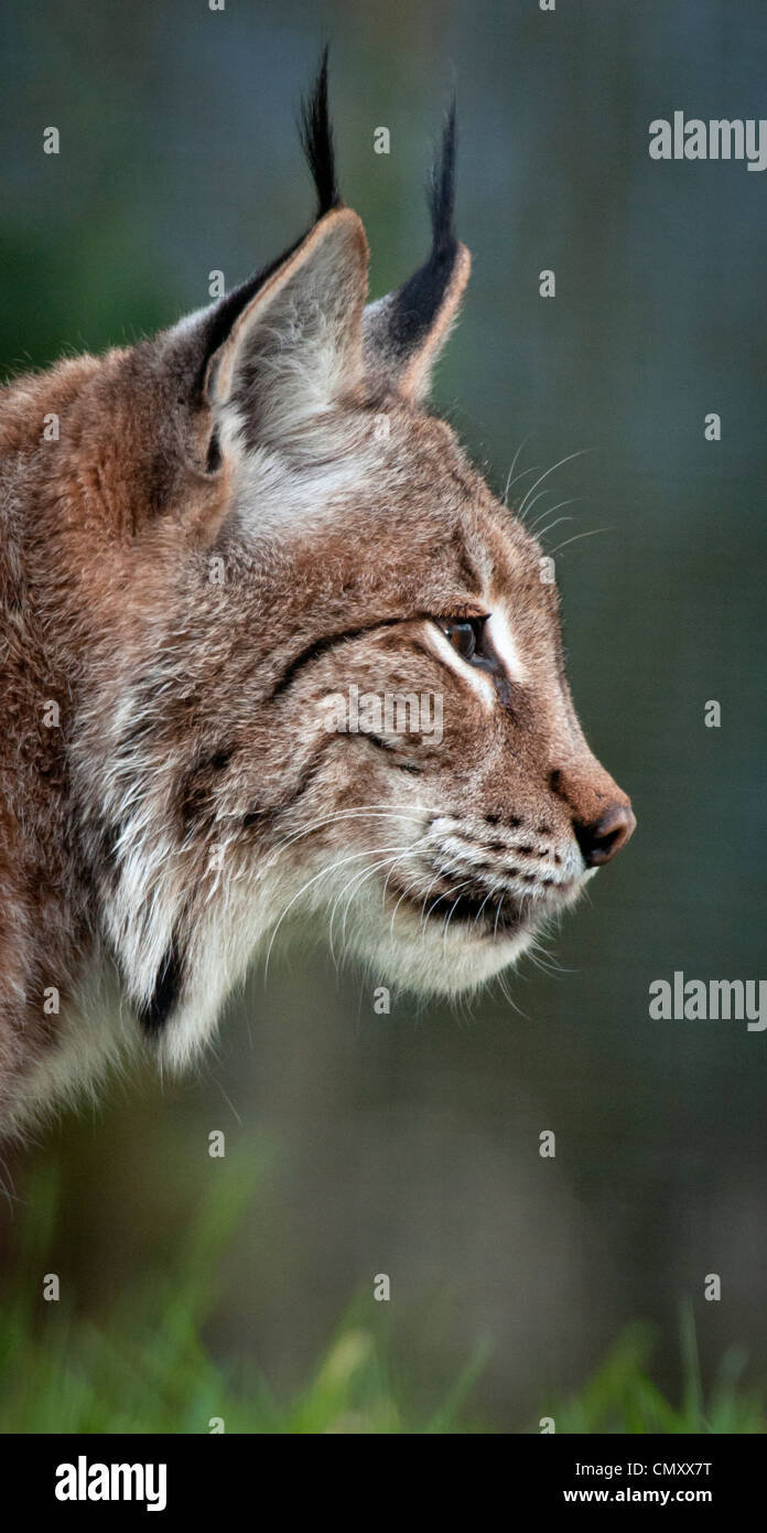 Female lynx (profile Stock Photo - Alamy