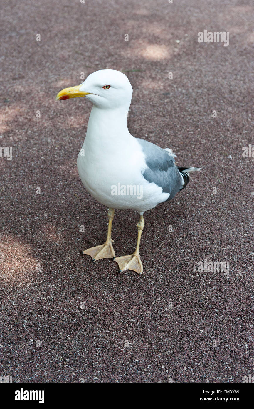 A small, cute white California gull on the sidewalk Stock Photo - Alamy