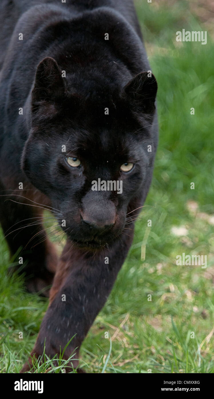 Black Panther Running