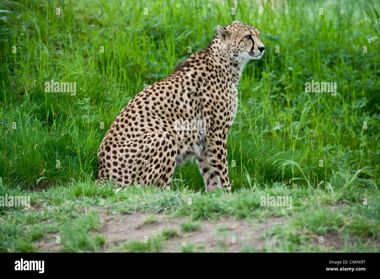 A focused full side shot of a cheetah resting on hind legs and standing ...