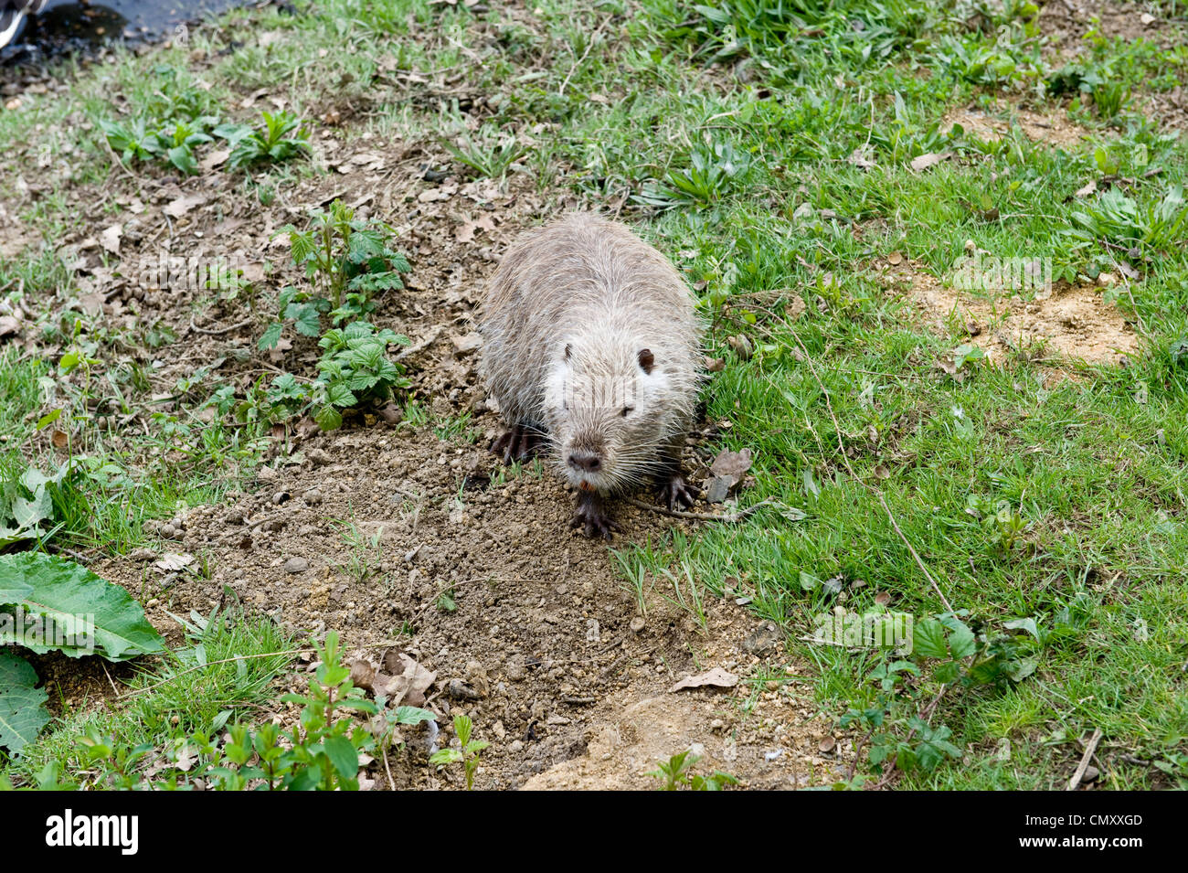 Beaver pelt hi-res stock photography and images - Alamy