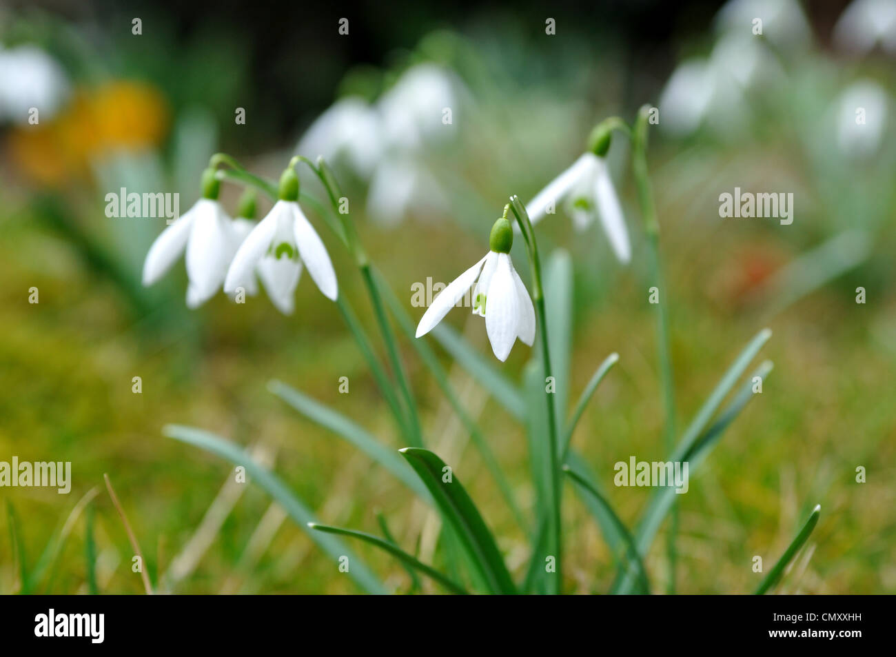 First spring flowers snow hi-res stock photography and images - Alamy