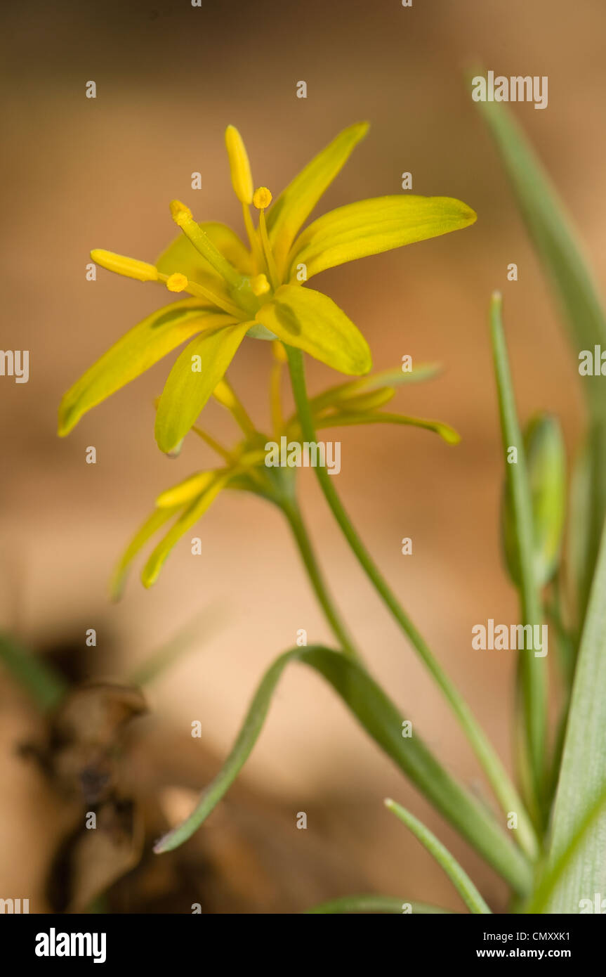 Gagea lutea hi-res stock photography and images - Alamy